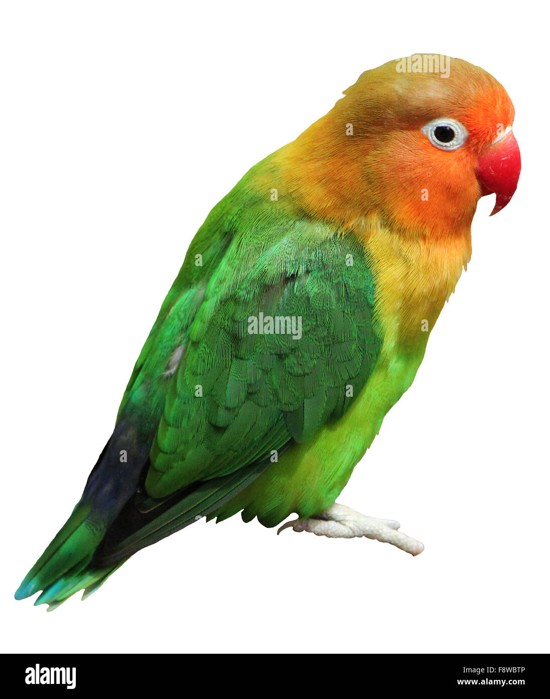 Amusing bird Cut Out Stock Images & Pictures - Alamy