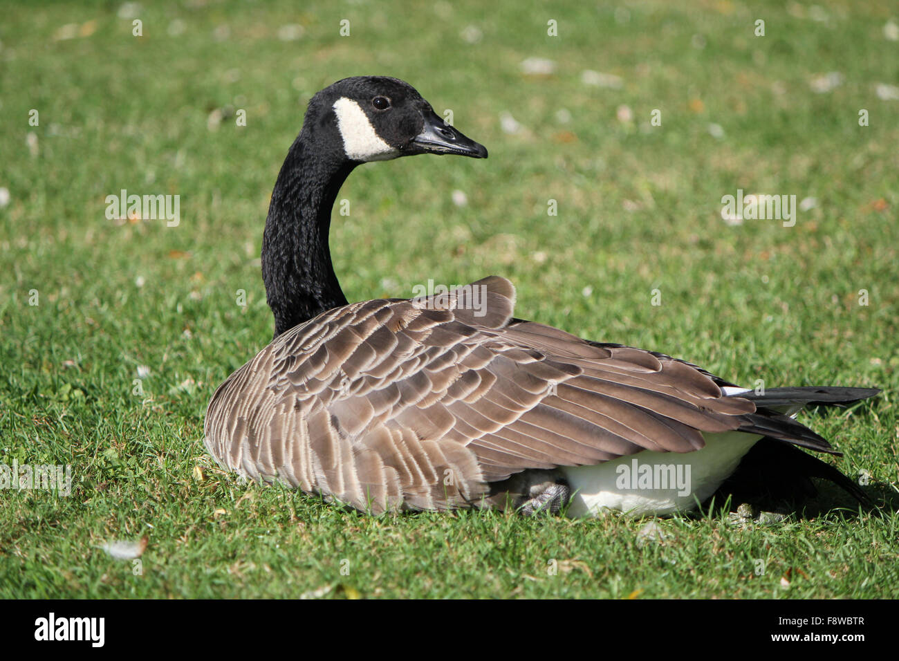 Goose lying in the grass Stock Photo - Alamy