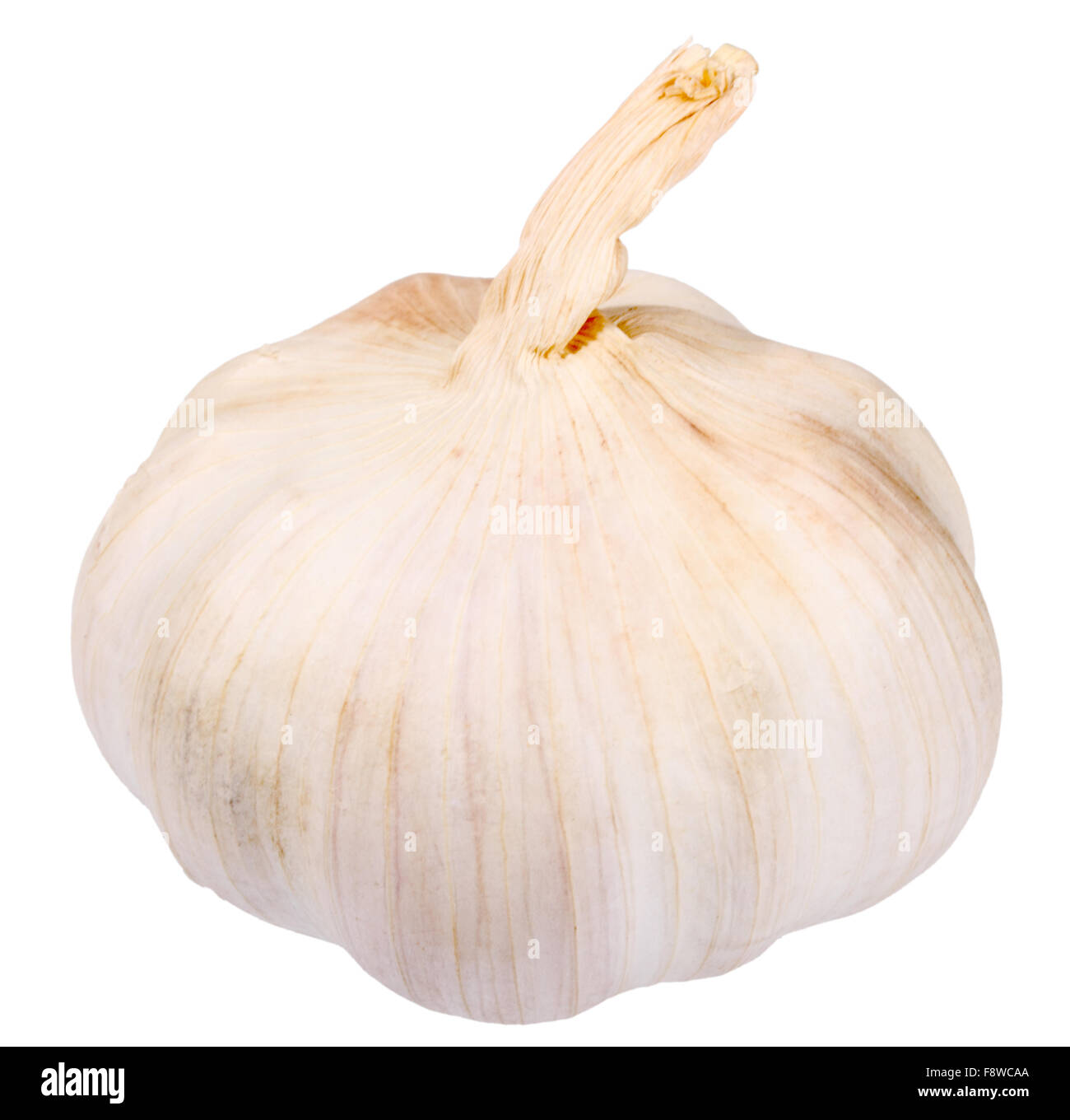 Single white garlic Stock Photo - Alamy