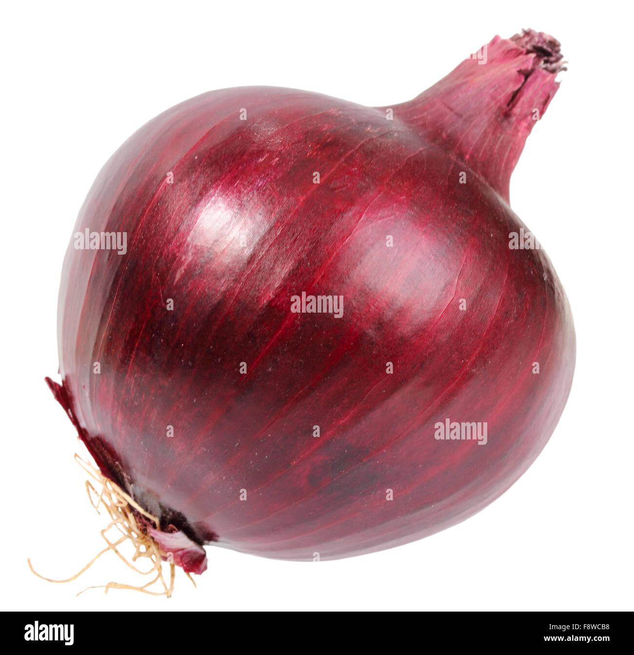 Single a dark-red fresh onion Stock Photo - Alamy