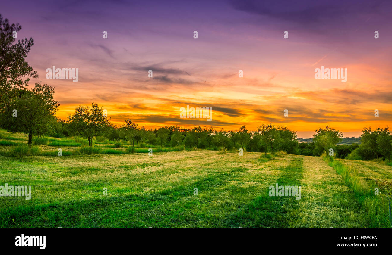 Amazing Tuscan landscape with olive trees and golden sunset Stock Photo ...