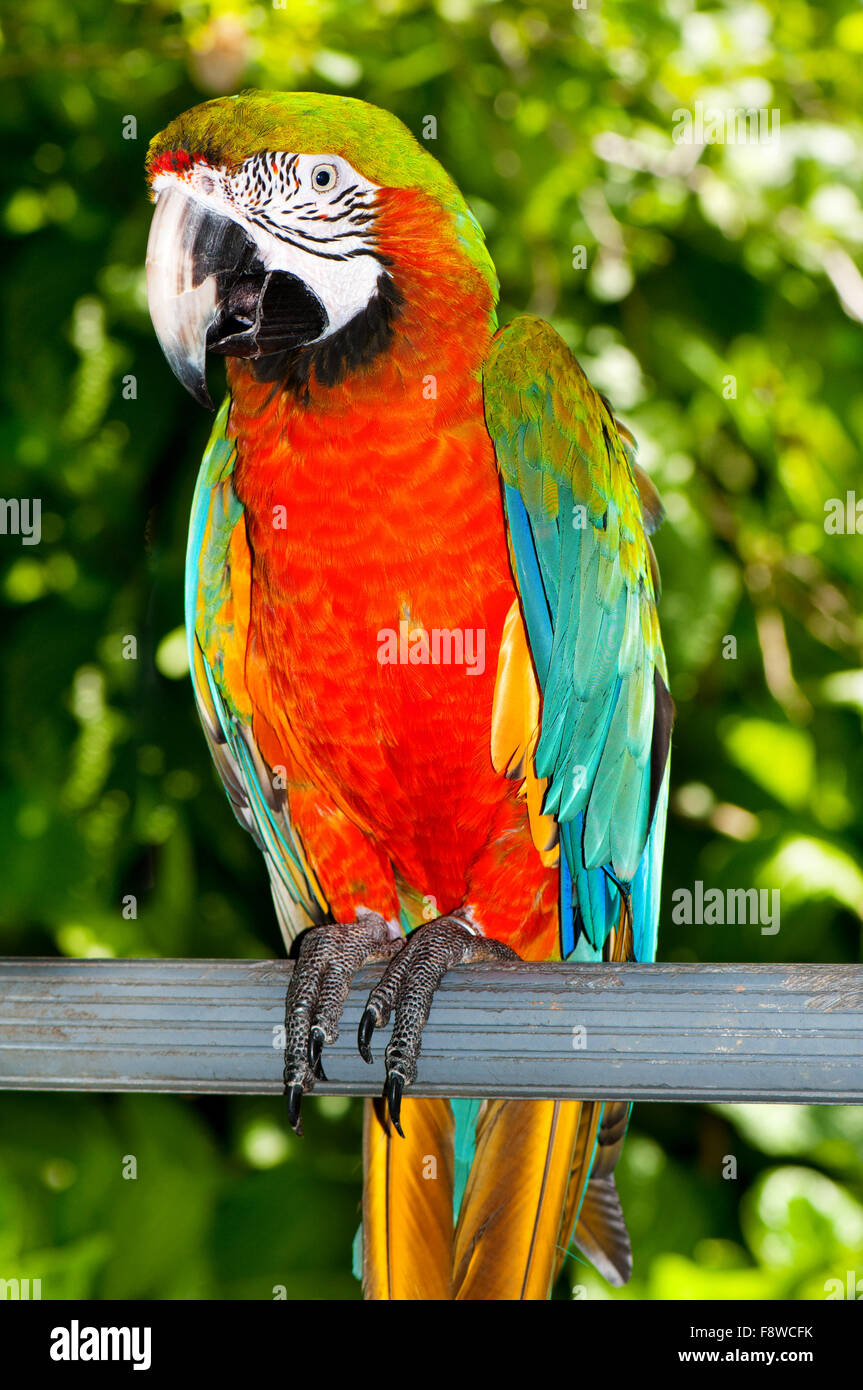 Colourful parrot bird sitting on the perch Stock Photo - Alamy