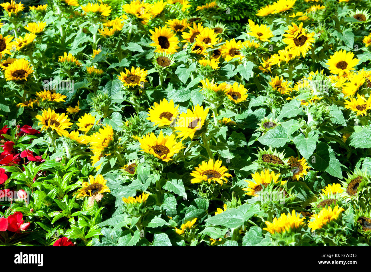 Yellow sunflowers on the bright summer day Stock Photo - Alamy