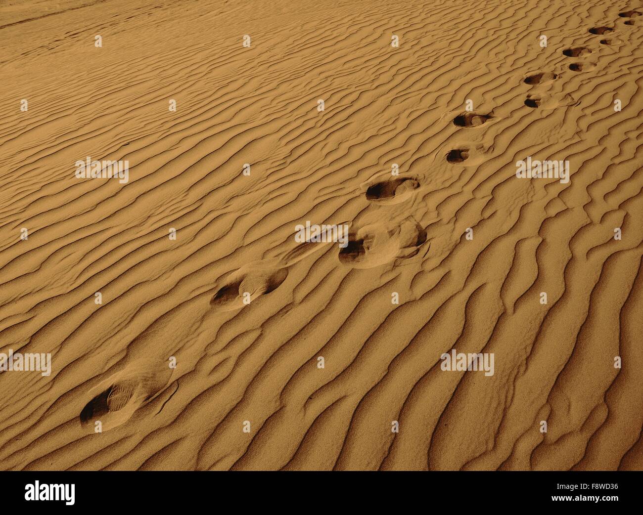 Horizontal Footprints in the Sand Stock Photo - Alamy