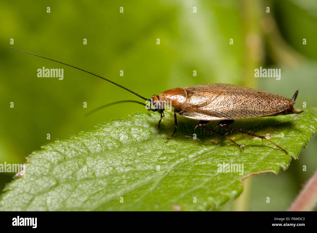 Green cockroach hi-res stock photography and images - Alamy