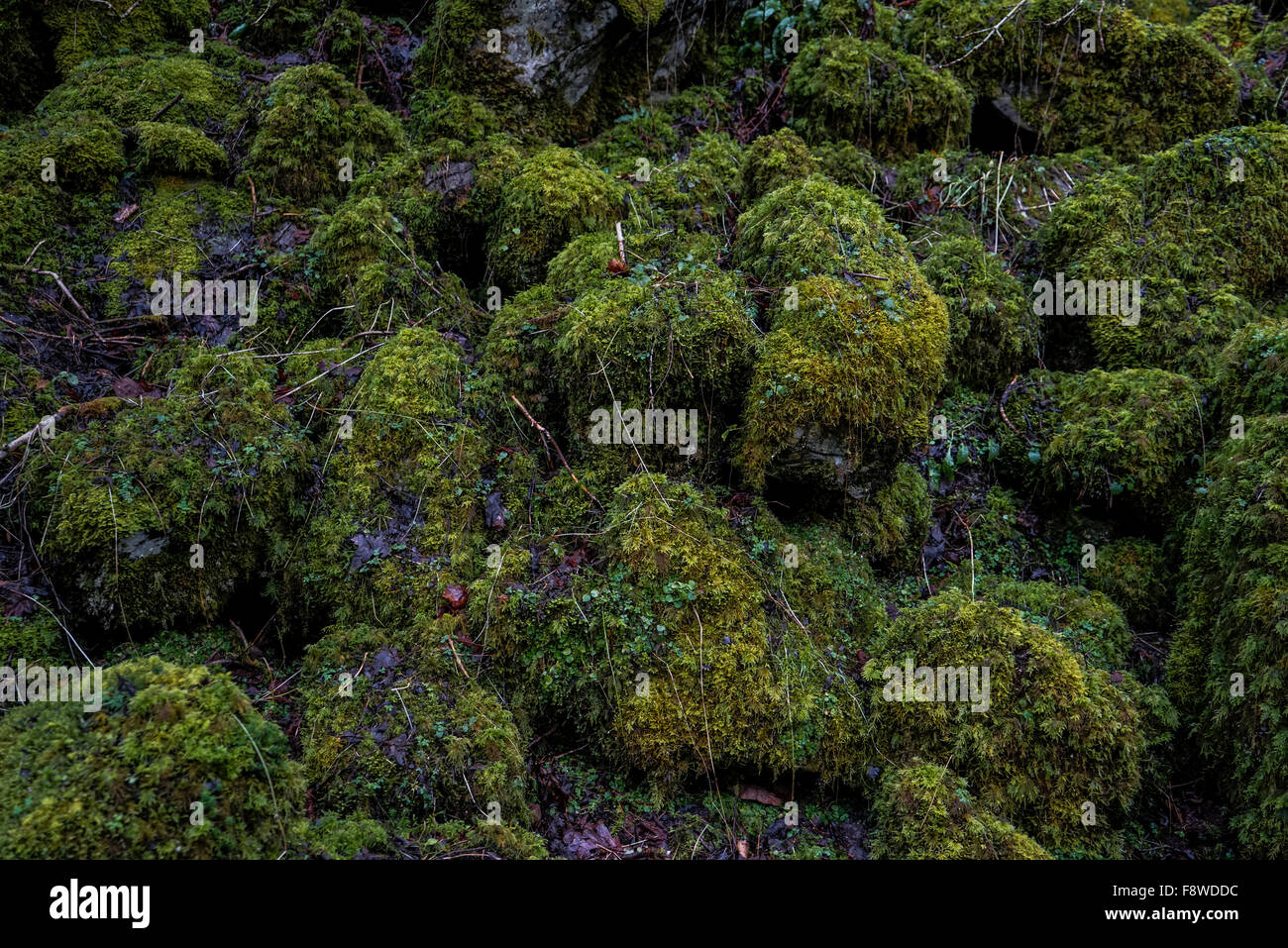 Damp Habitats High Resolution Stock Photography and Images - Alamy