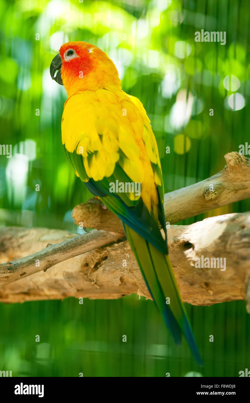Colourful parrot bird sitting on the perch Stock Photo - Alamy