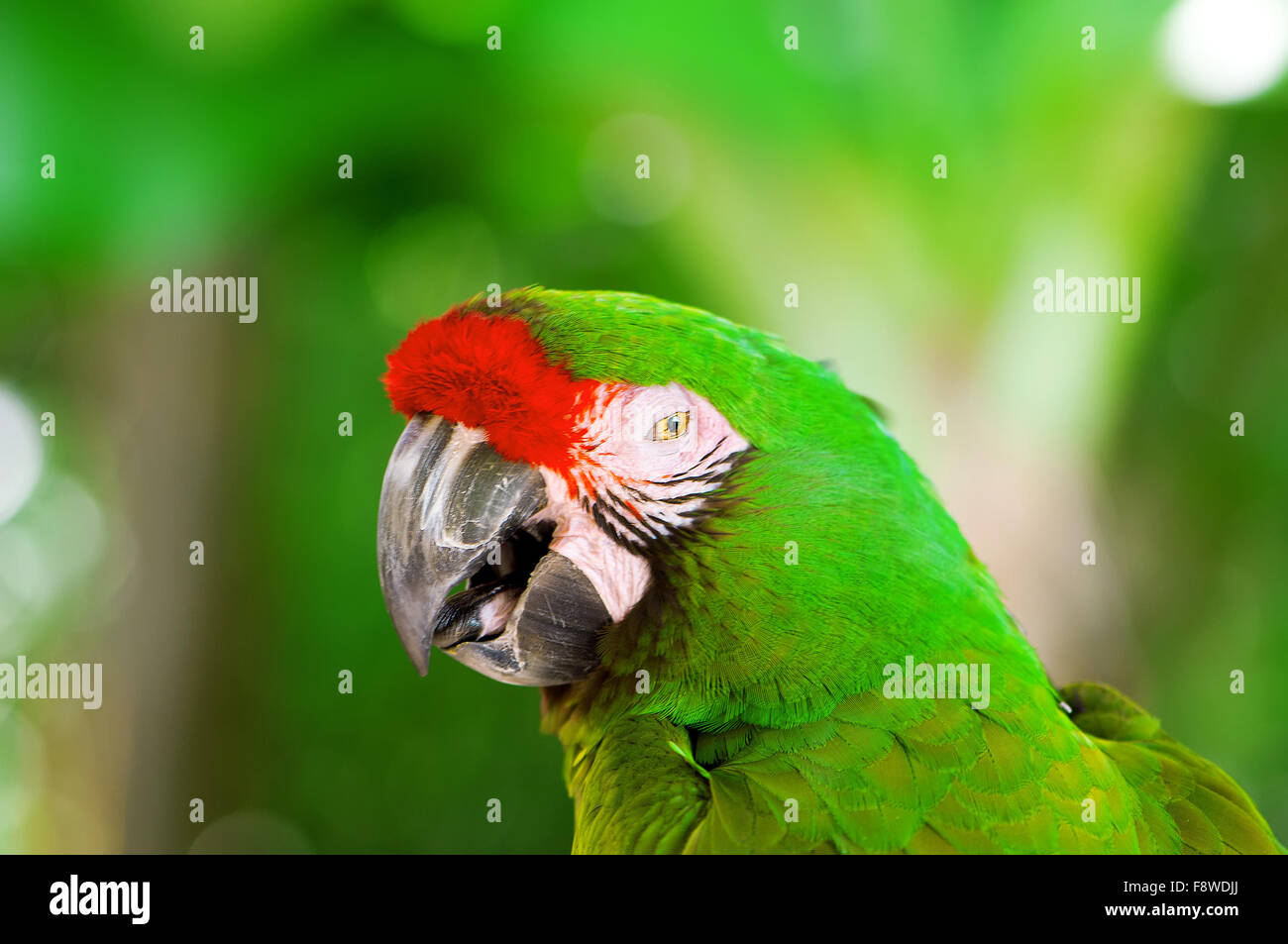 Colourful parrot bird sitting on the perch Stock Photo - Alamy