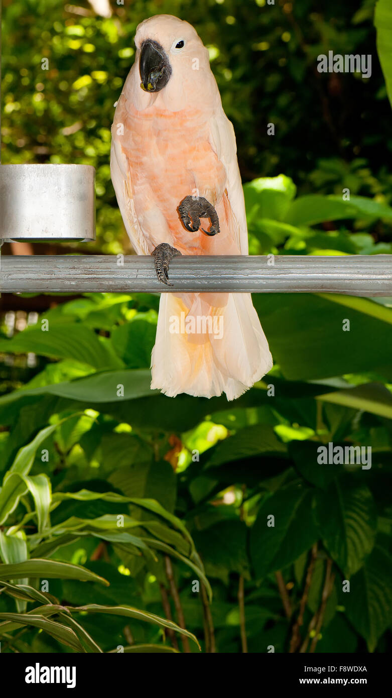 Colourful parrot bird sitting on the perch Stock Photo - Alamy