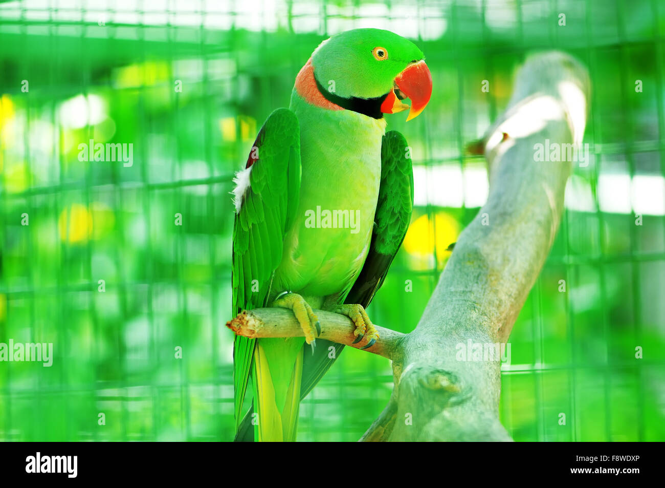 Colourful parrot bird sitting on the perch Stock Photo - Alamy