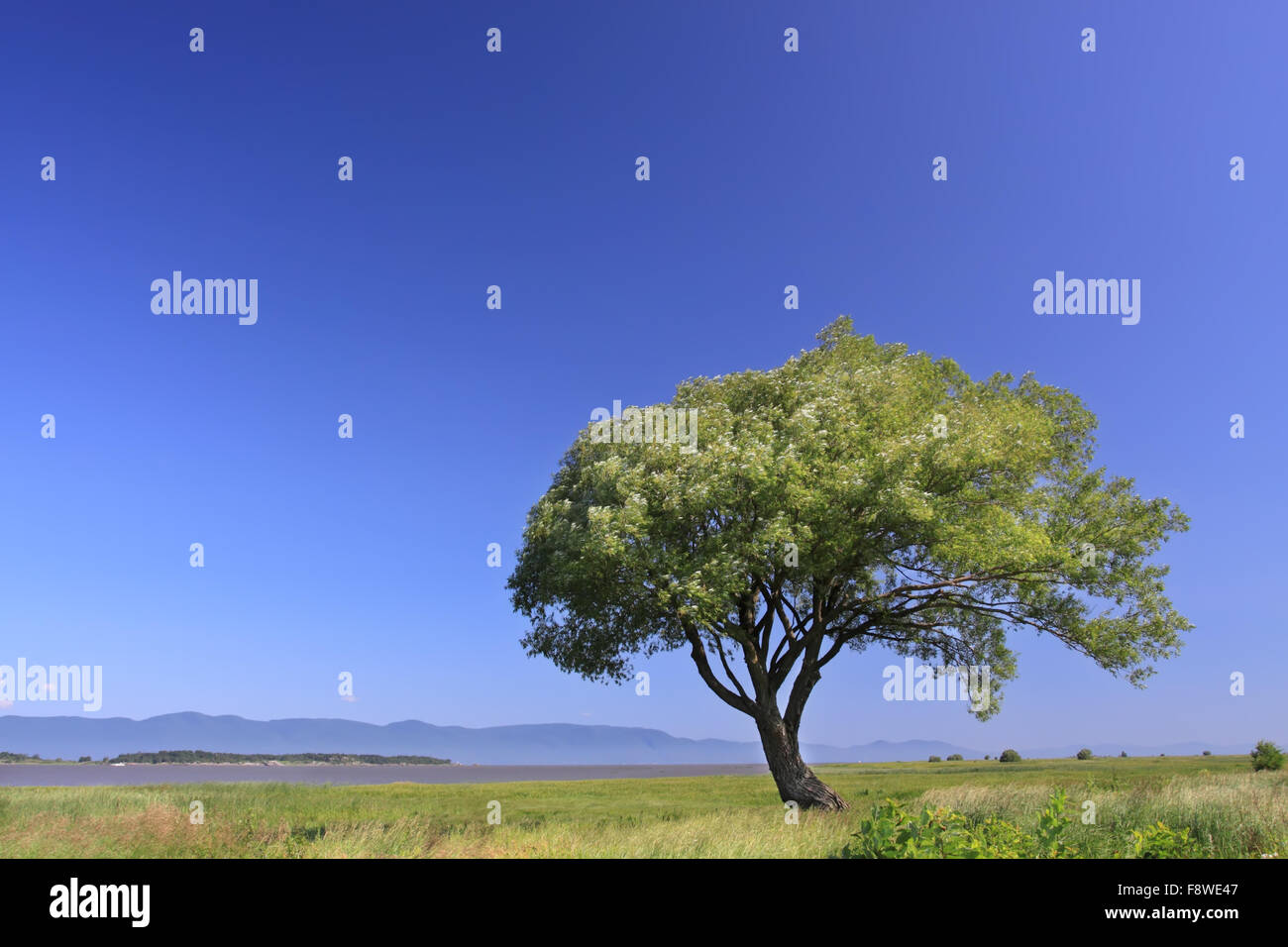 tree near river Stock Photo - Alamy