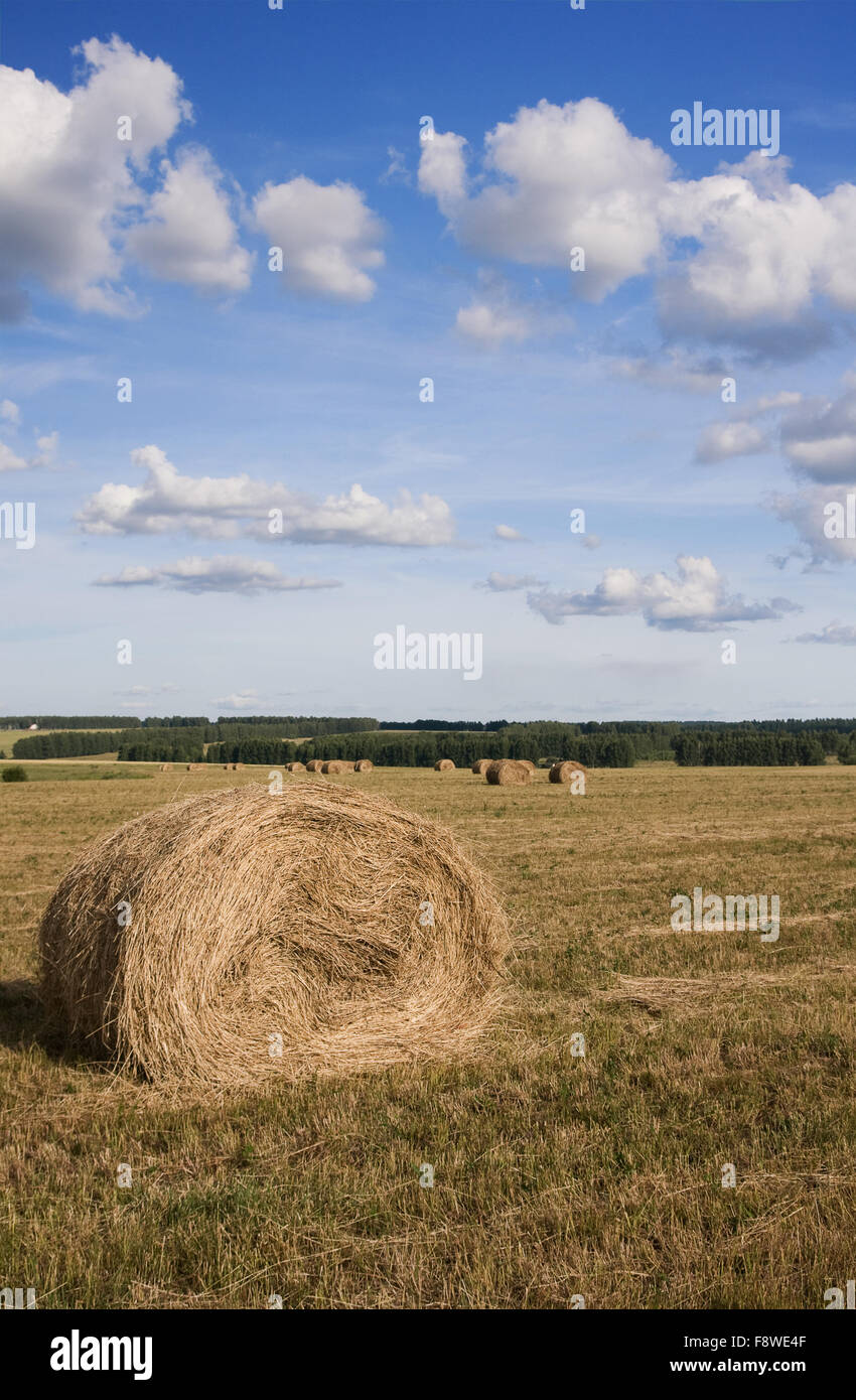 haystack on the meadow Stock Photo - Alamy