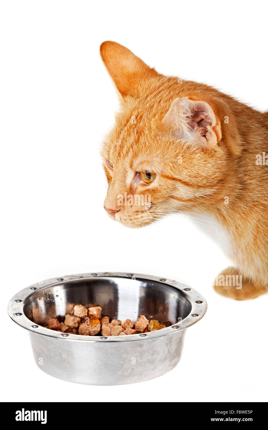 Kitten at feeding dish hi-res stock photography and images - Alamy