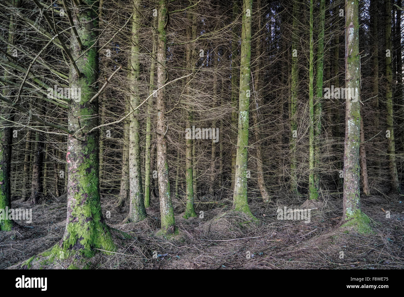 Closely growing dense forest in the Brecon Beacons, Wales Stock Photo ...