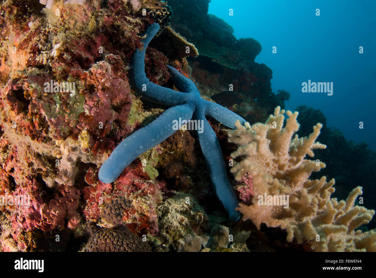 Close Up Sea Star 1 Stock Photo - Alamy