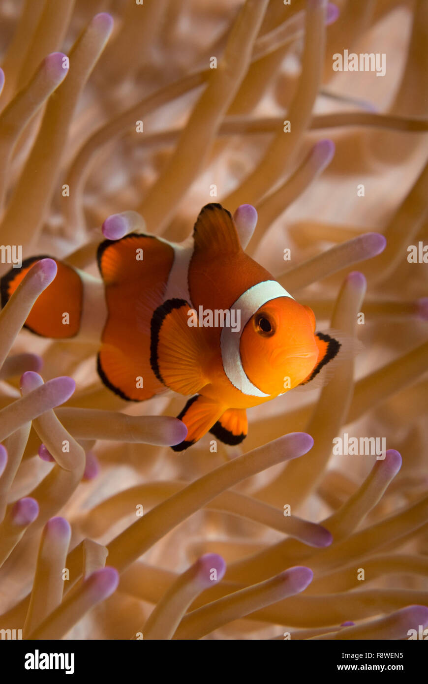 False Clown Fish Stock Photo - Alamy