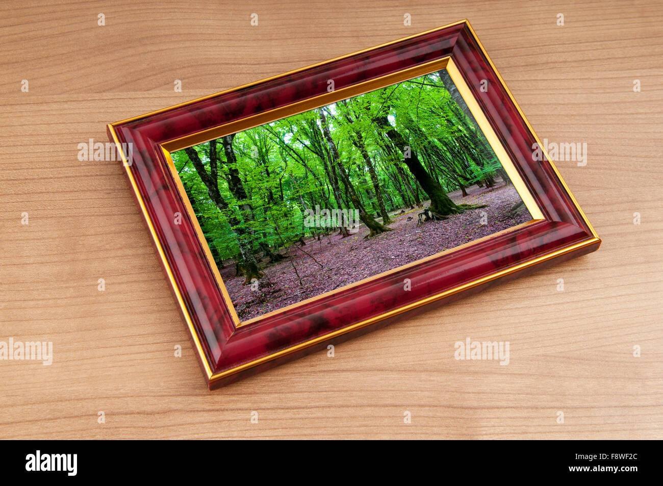 Forest on the picture frames Stock Photo - Alamy