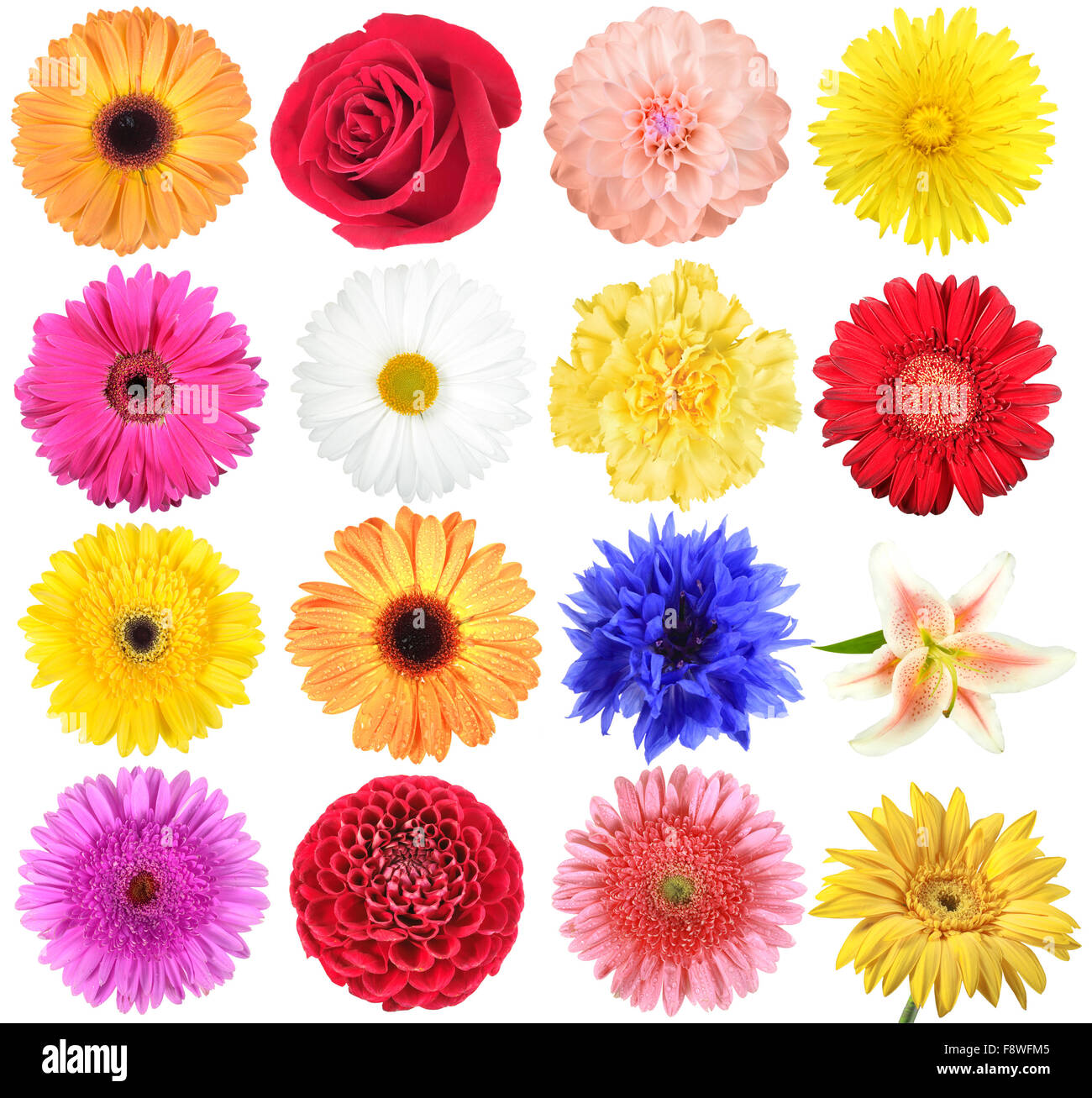 Set of flowers Stock Photo - Alamy