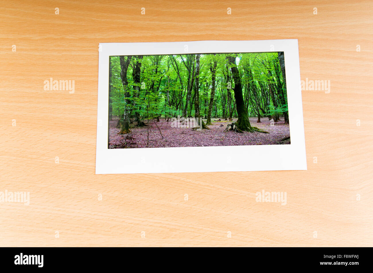 Forest on the picture frames Stock Photo - Alamy