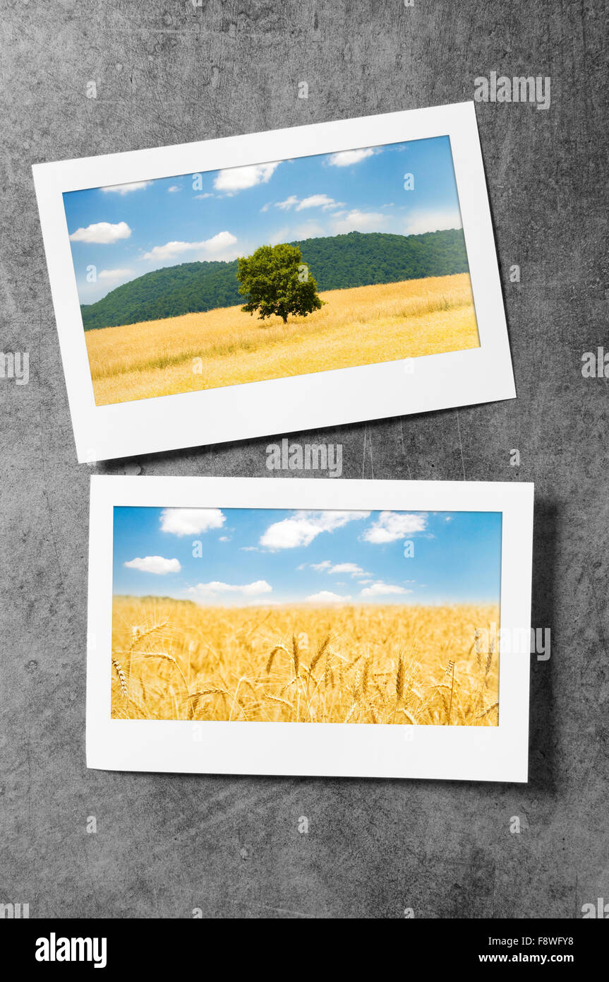 Wheat field in the picture frame Stock Photo - Alamy