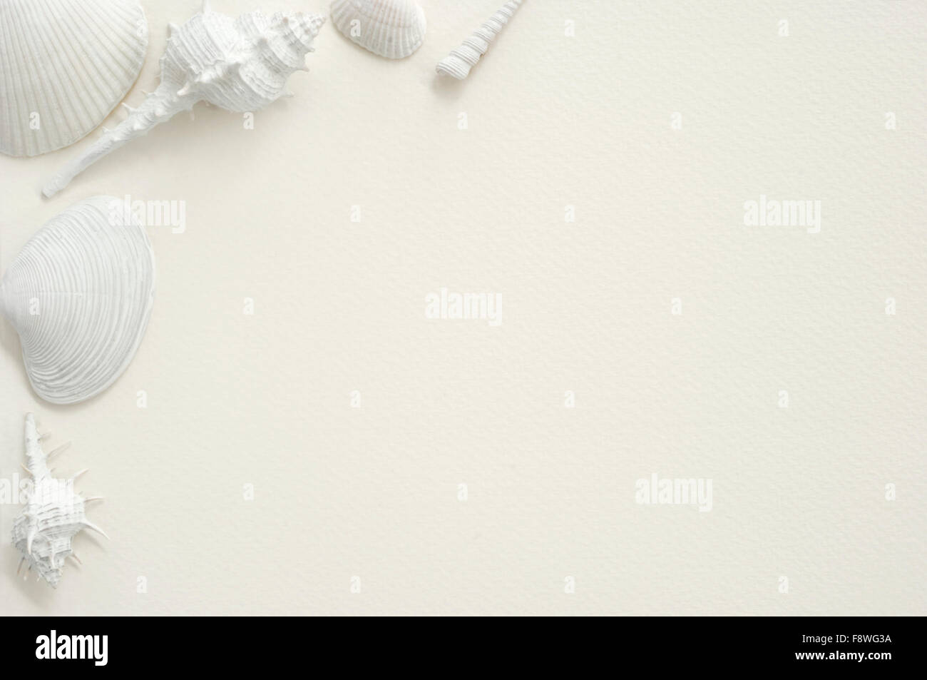 White Seashell Background Stock Photo - Alamy