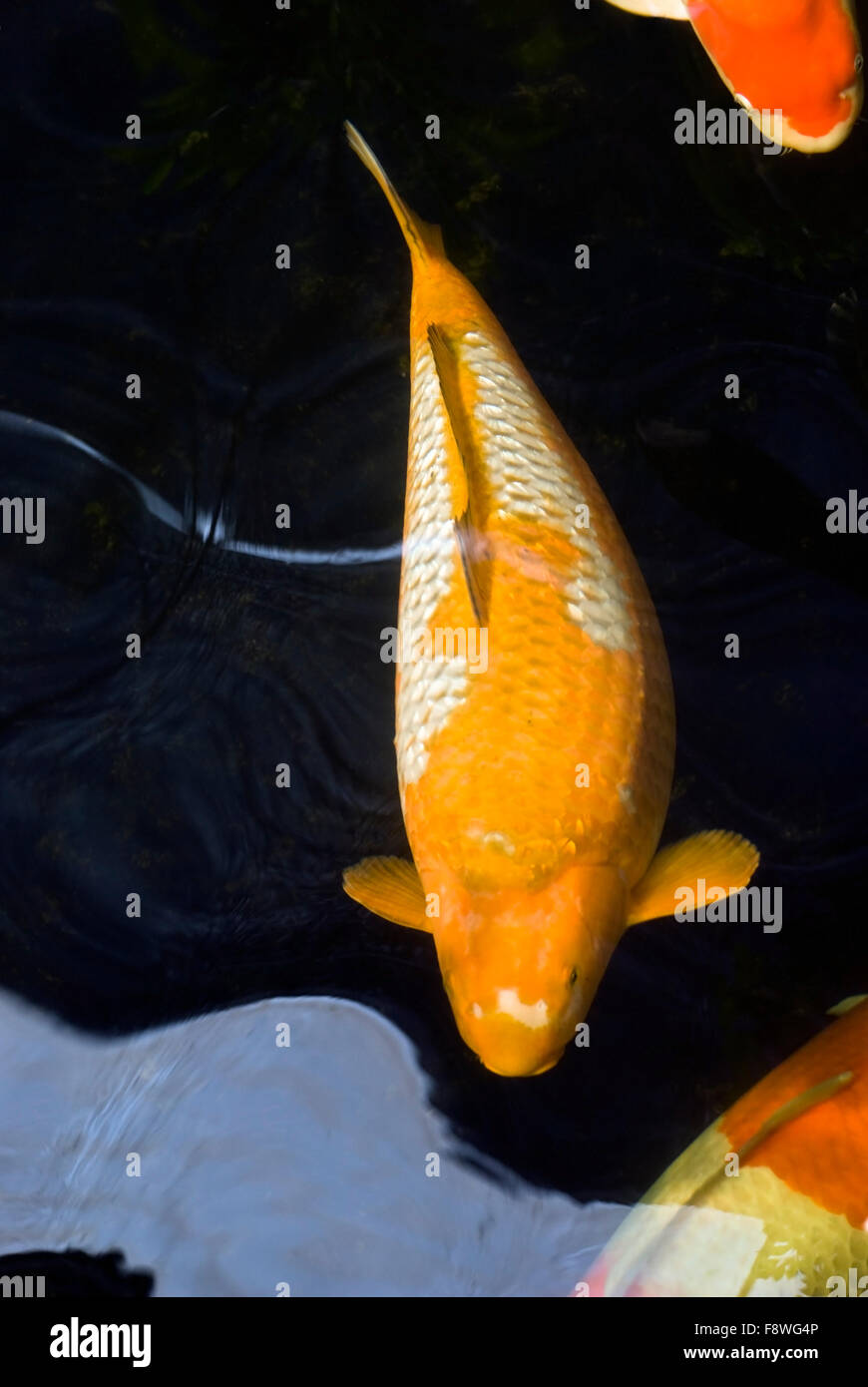 Yellow and white Coy Carp Stock Photo - Alamy