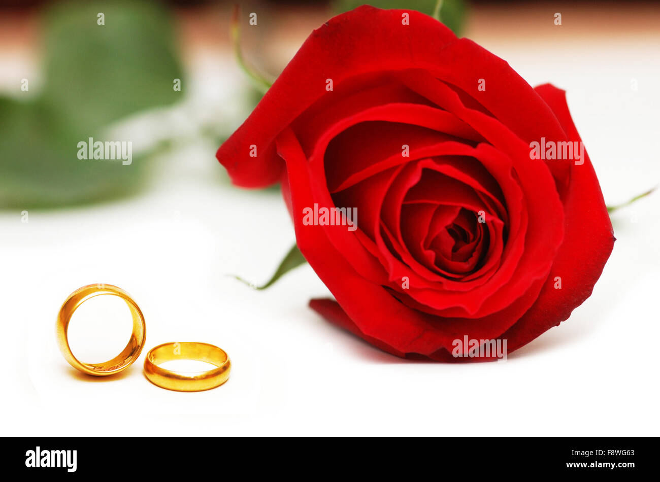 Wedding concept with roses and rings Stock Photo - Alamy