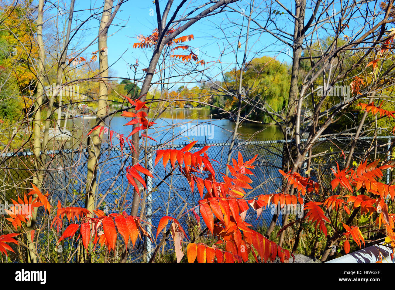 A small lake in blue color and trees around and whit colorful red leafs ...
