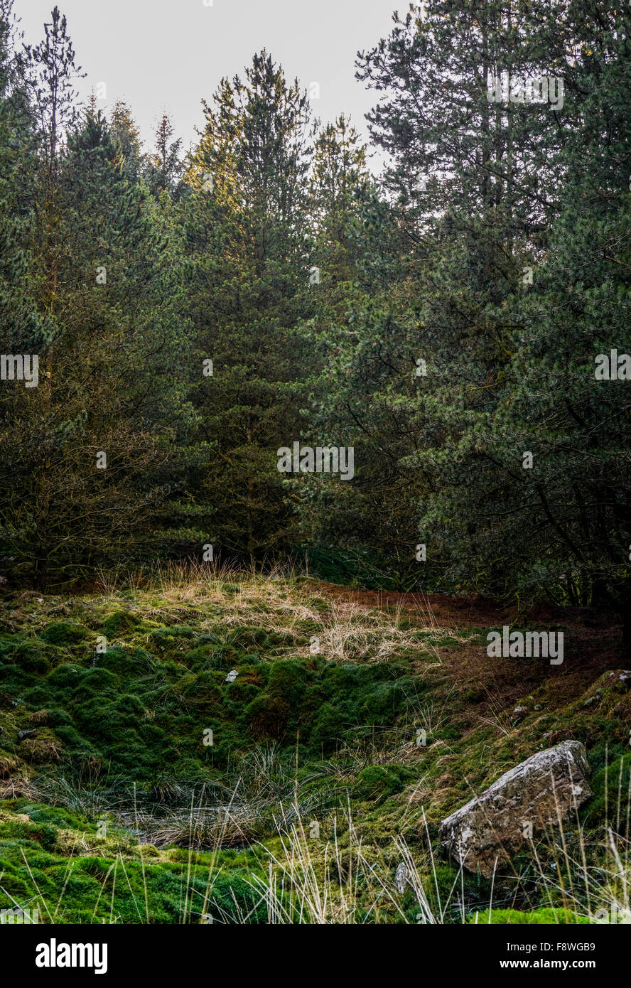 Closely growing dense forest in the Brecon Beacons, Wales Stock Photo ...