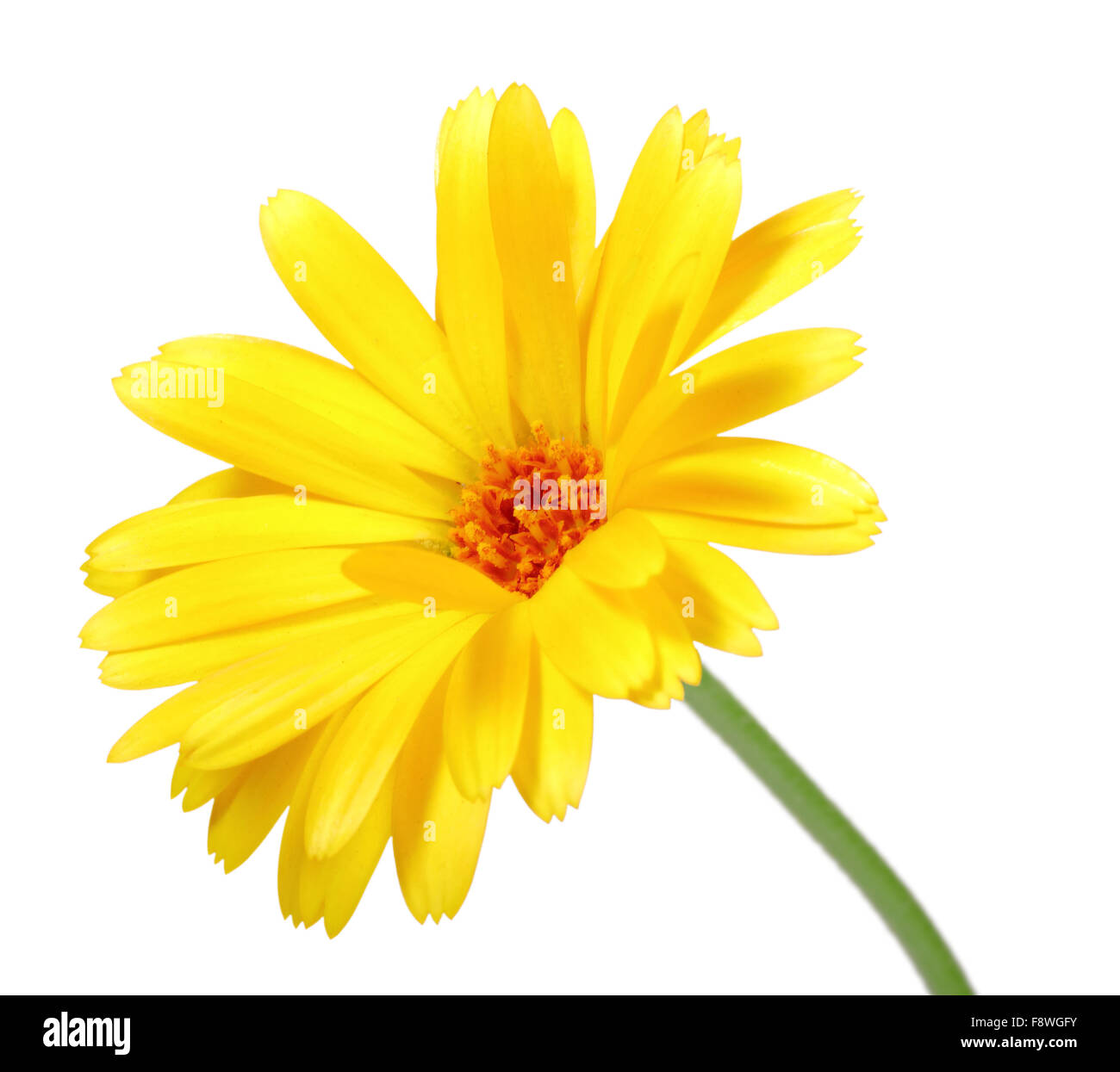 Macro closeup shot orange Cut Out Stock Images & Pictures - Alamy