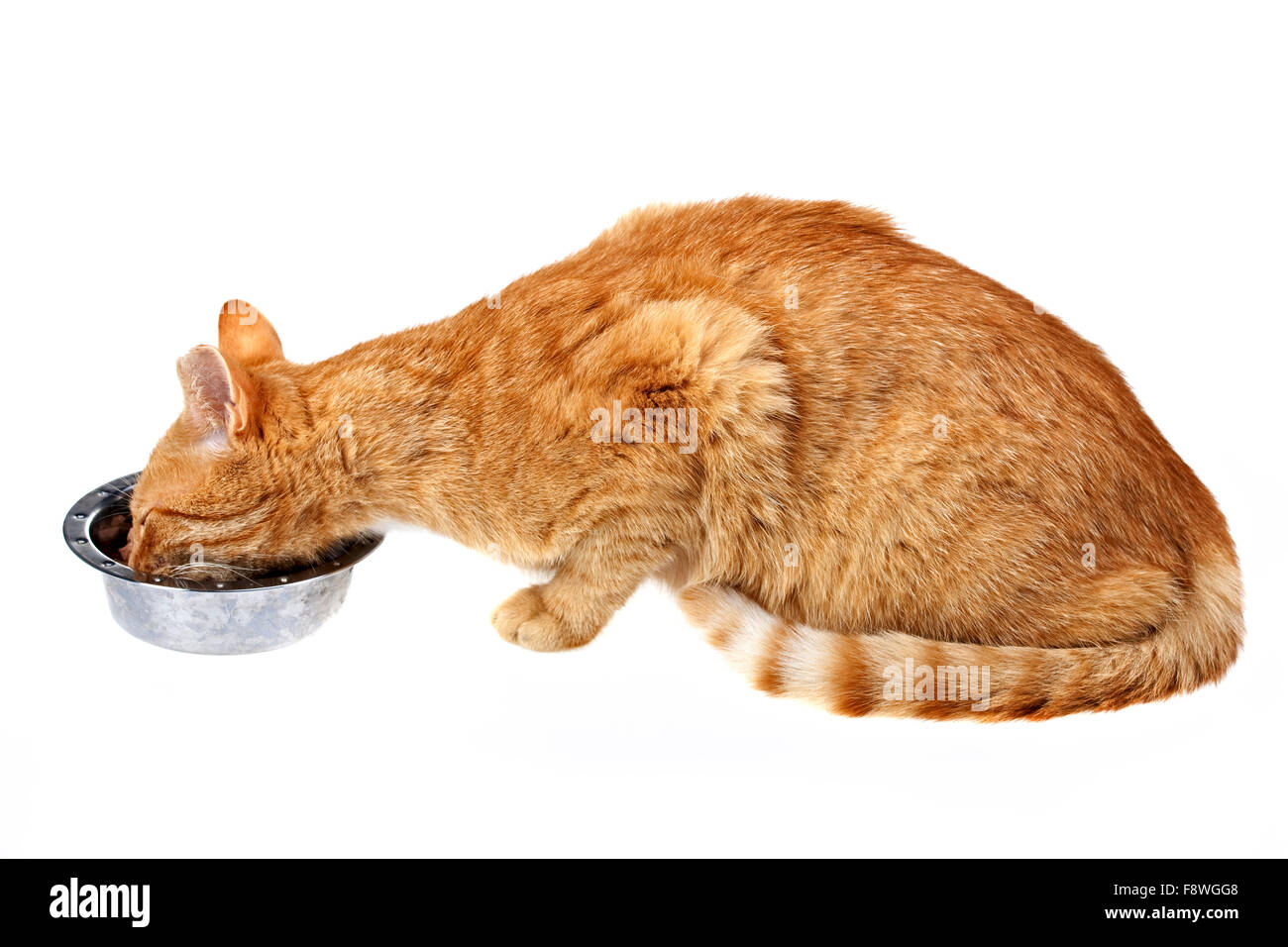 small cat and feeding dish isolated on white Stock Photo - Alamy