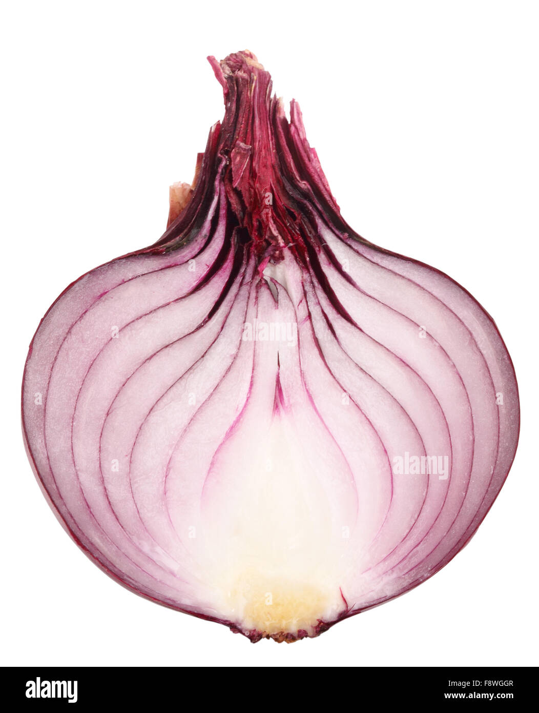 Cross section onion root hi-res stock photography and images - Alamy