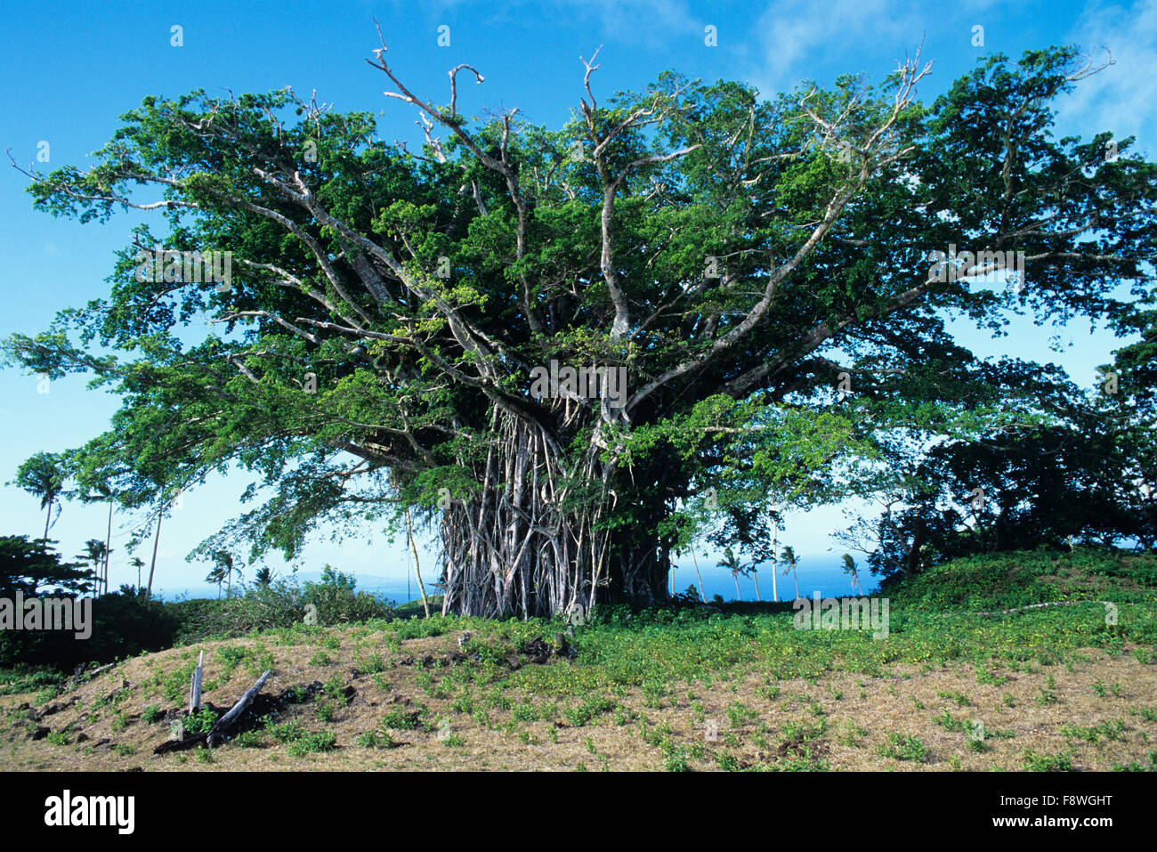 Fiji Islands, Wakaya Island, Banyan tree at island high point Stock ...