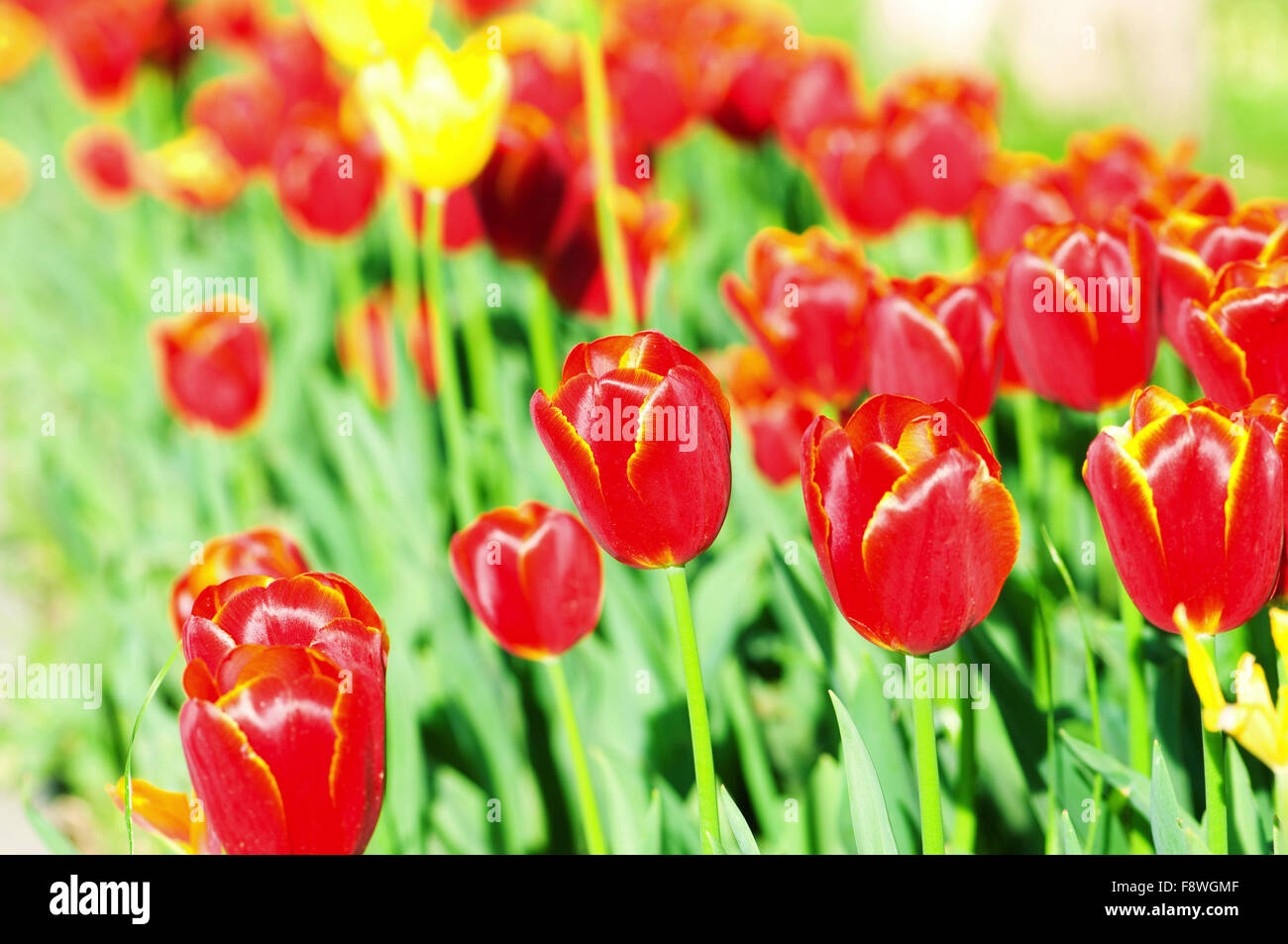 Tulip flowes in the park Stock Photo - Alamy