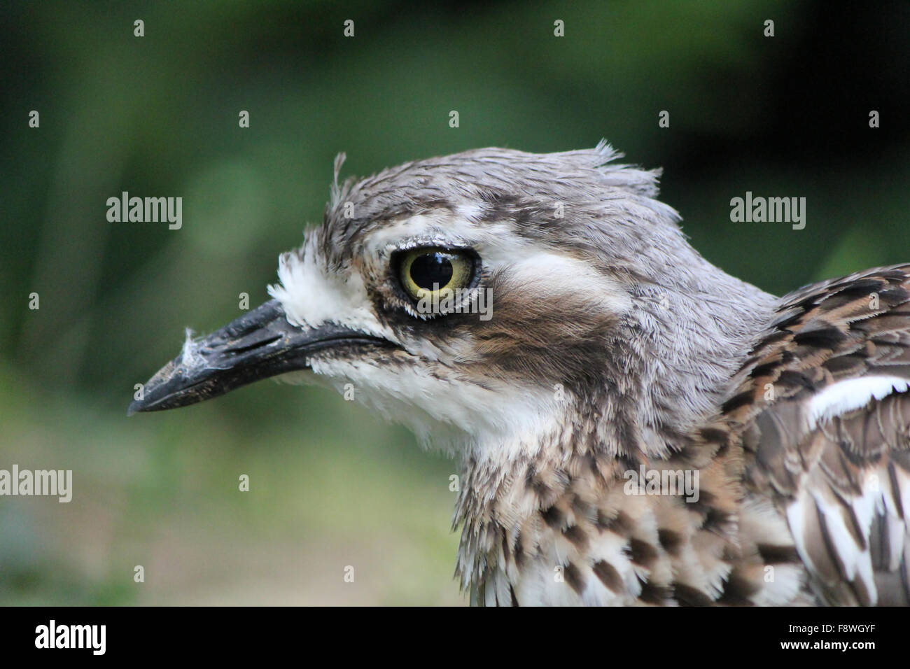 Eye of a bird Stock Photo - Alamy