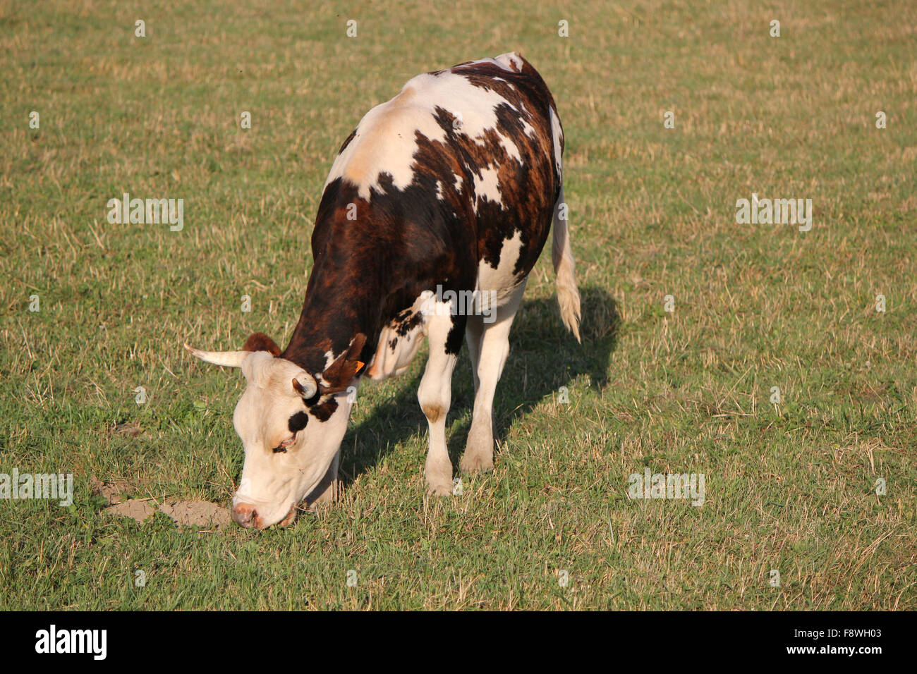 Quiet cow eating Stock Photo - Alamy