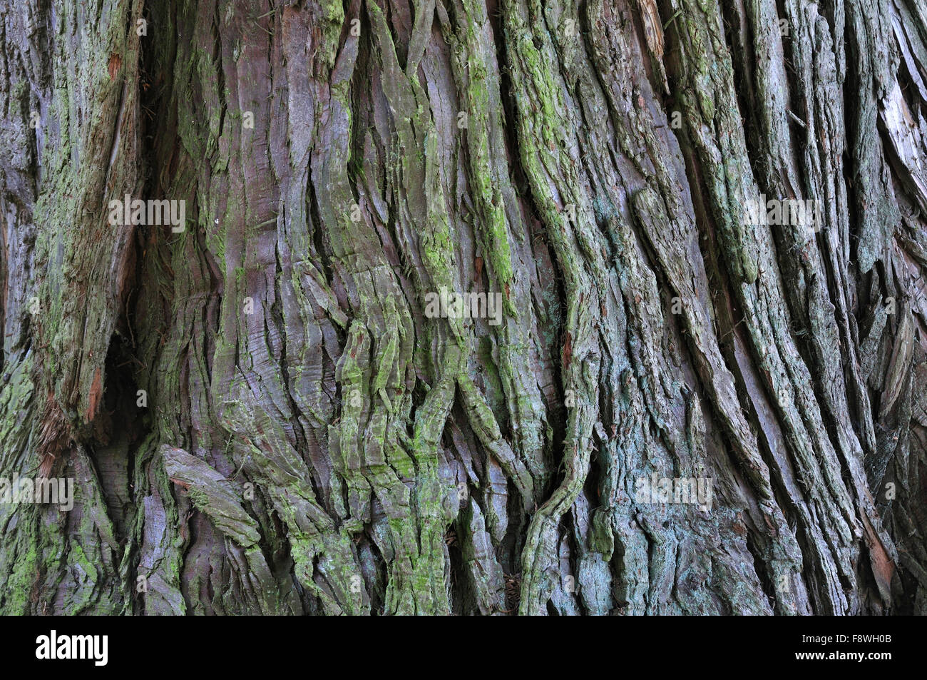 sweet chestnut bark Stock Photo - Alamy