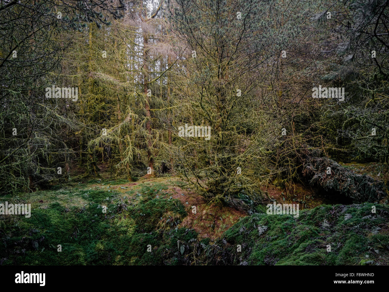 Closely growing dense forest in the Brecon Beacons, Wales Stock Photo ...