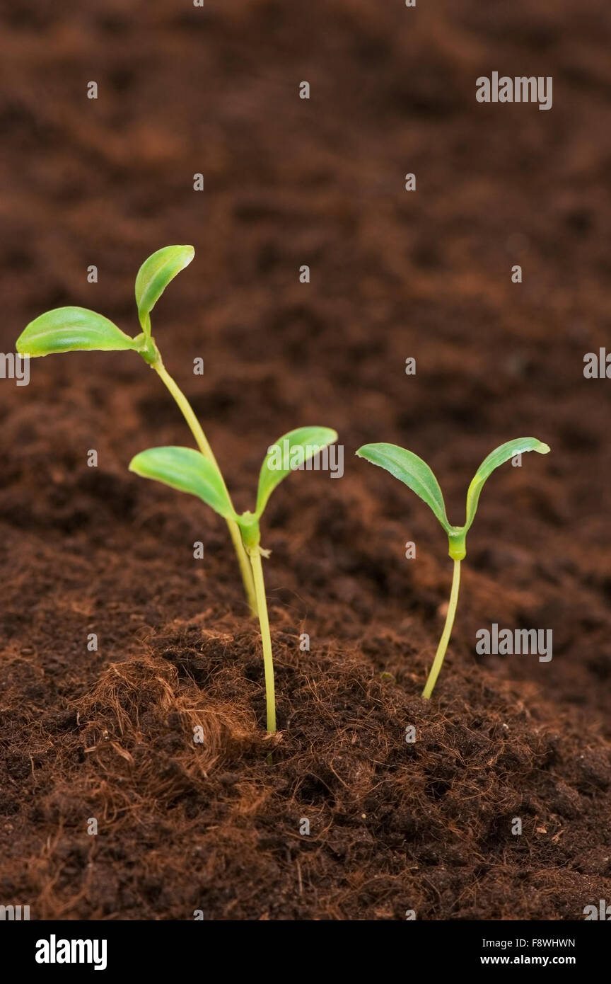 Three green seedlings growing out of soil Stock Photo - Alamy