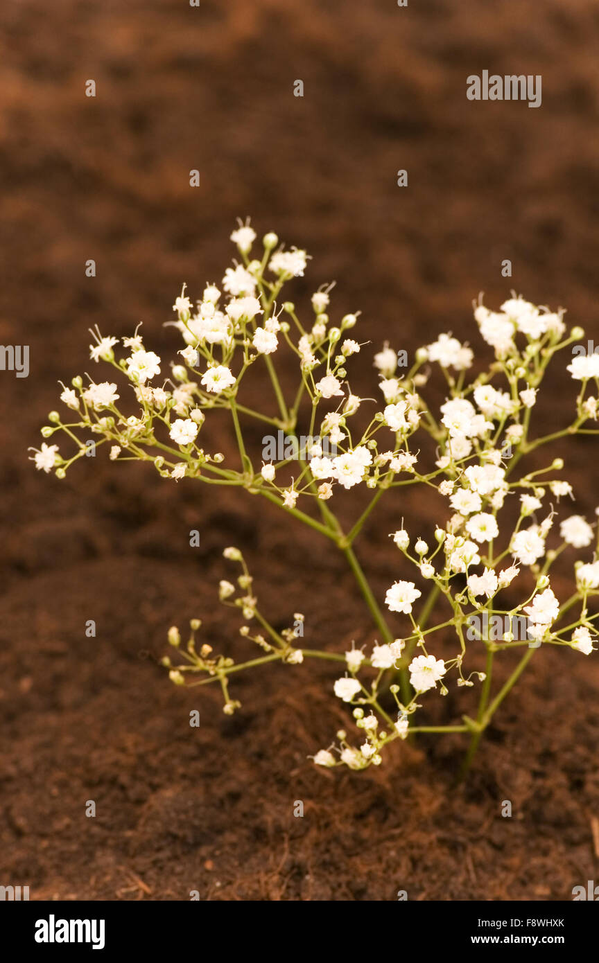 Small white flowers growing out of soil Stock Photo - Alamy