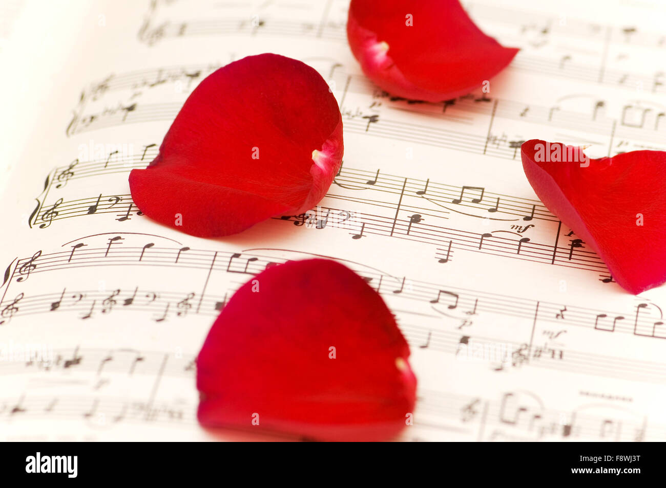 Red rose petals on musical notes page Stock Photo - Alamy