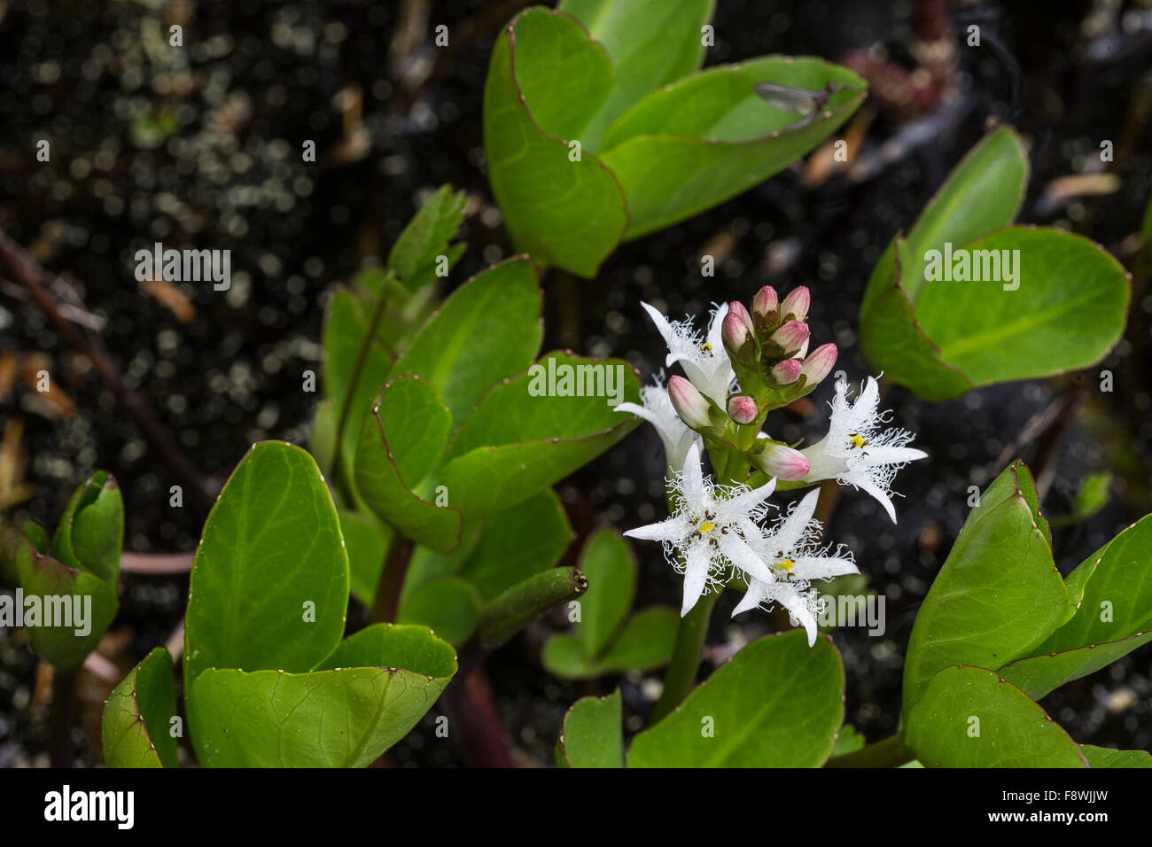 Menyanthes trifoliata or Bogbean in Scotttish Loch Stock Photo - Alamy