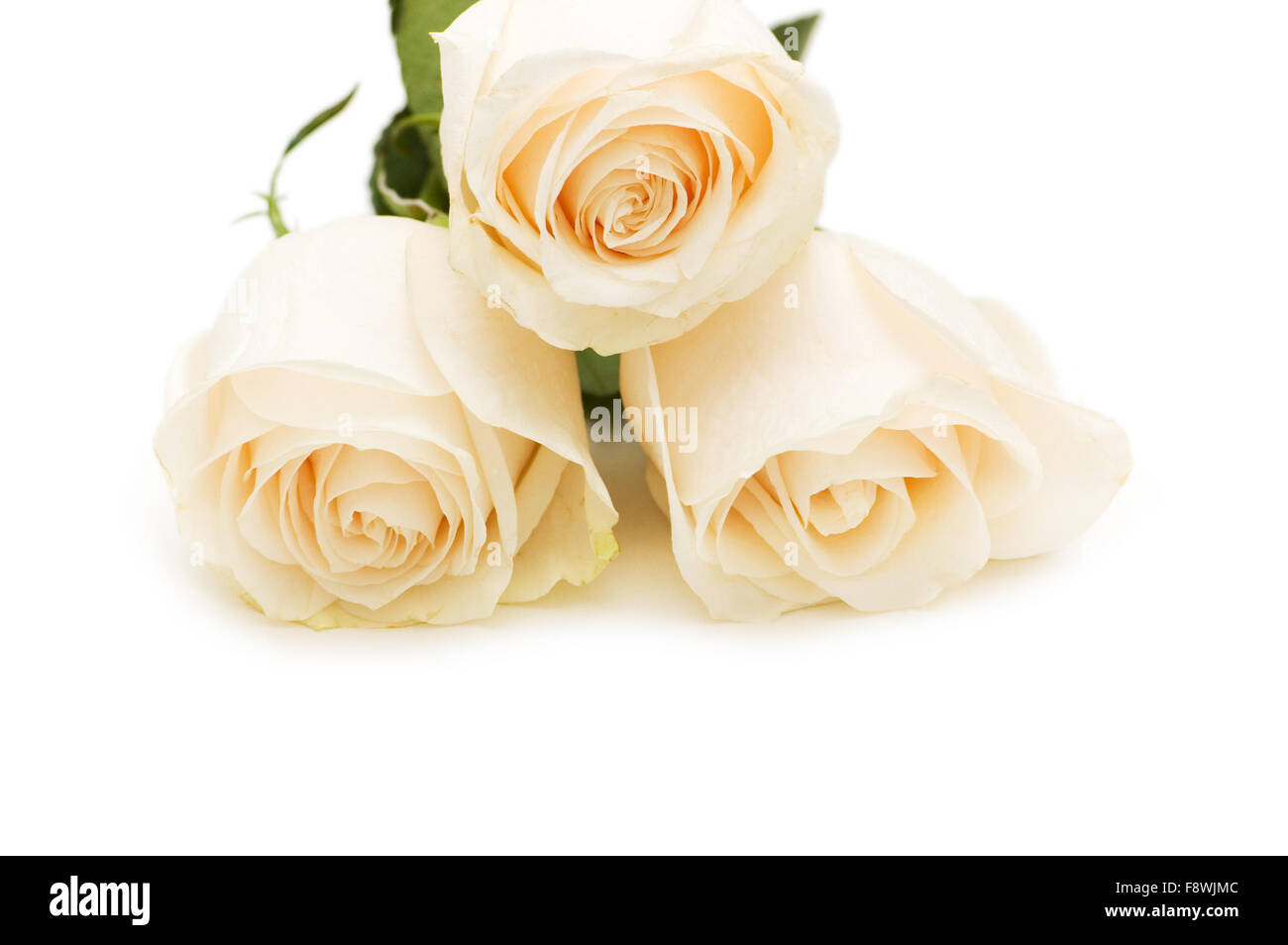 Three roses isolated on the white background Stock Photo - Alamy