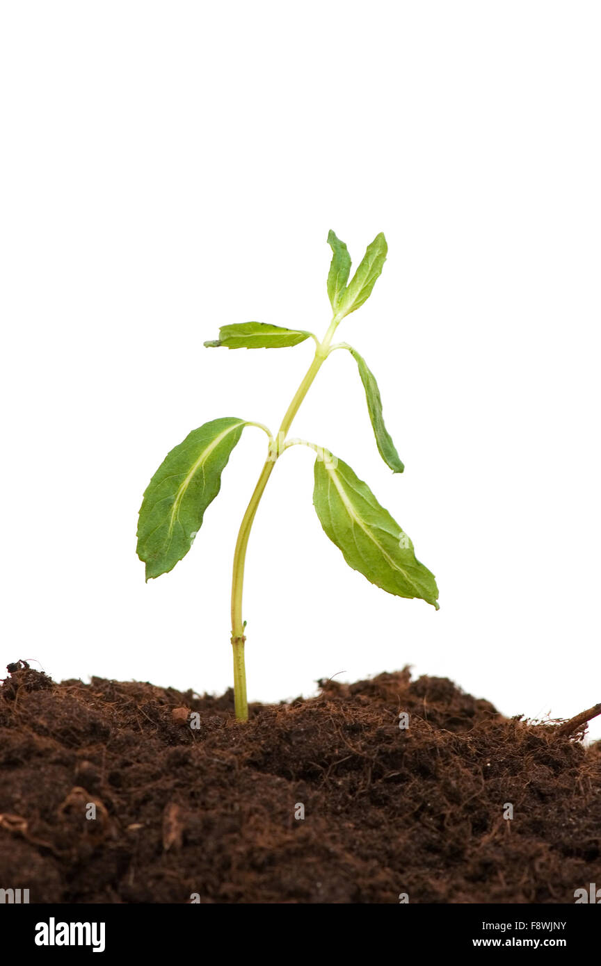 Green seedling isolated on the white background Stock Photo - Alamy