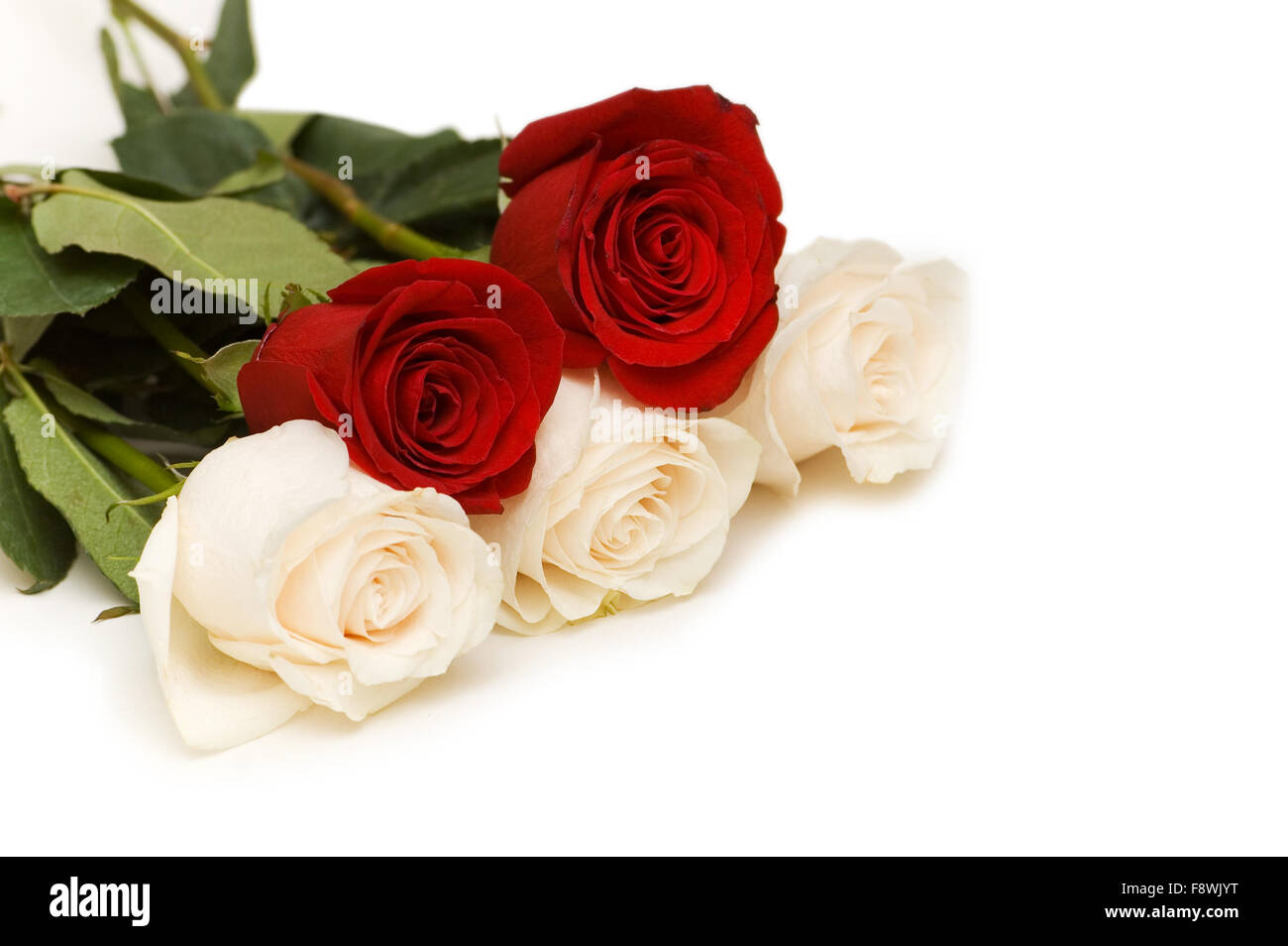 Red and white roses isolated on white Stock Photo - Alamy