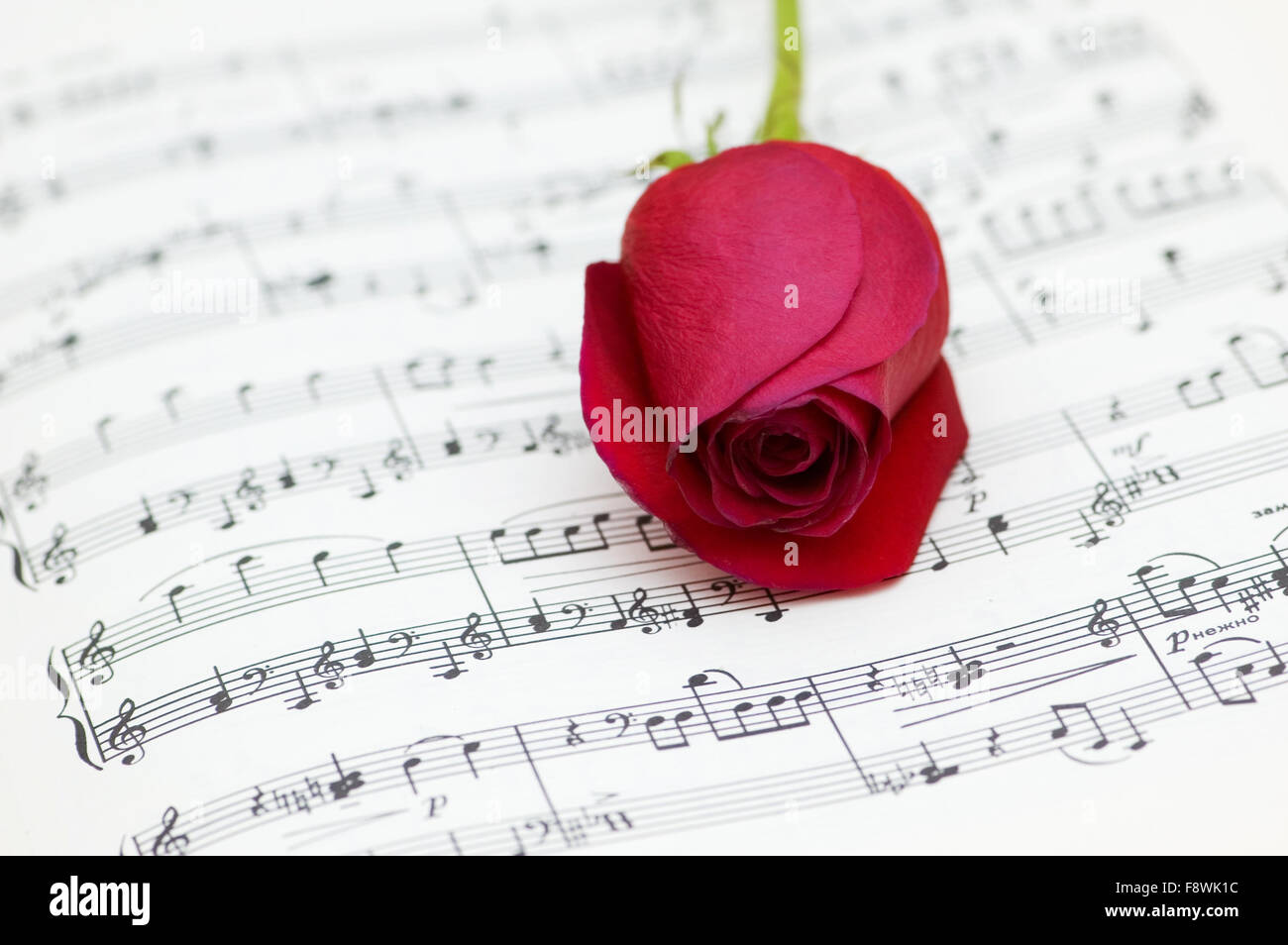 Single red rose on musical notes page Stock Photo - Alamy
