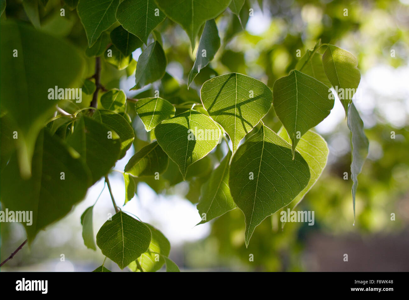 Back lit Tree leaves Stock Photo - Alamy