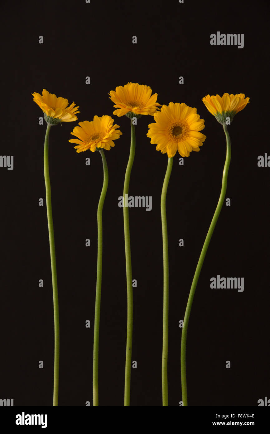 art flower yellow stalk long green five Stock Photo - Alamy