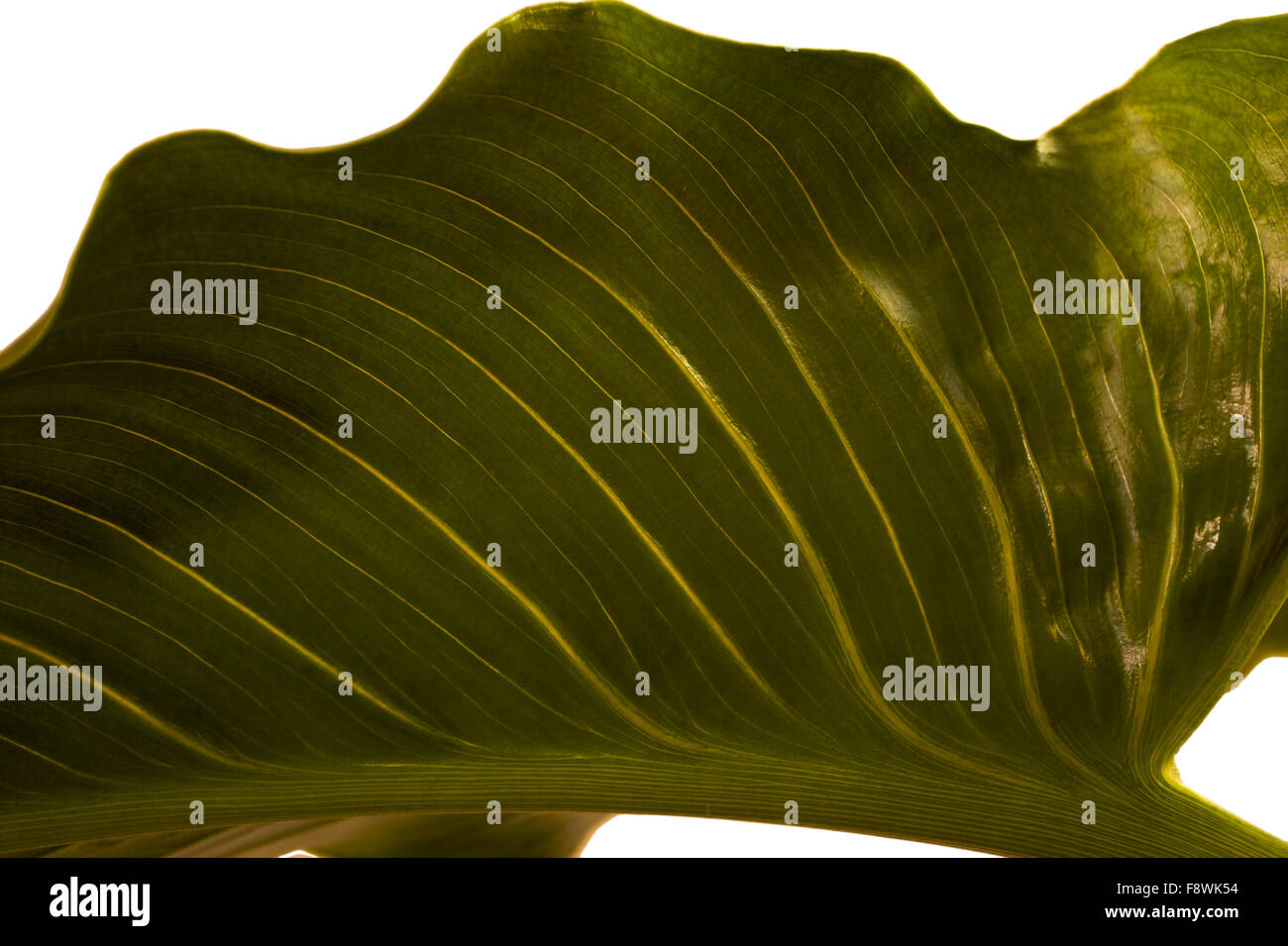 Lilly leaf hi-res stock photography and images - Alamy