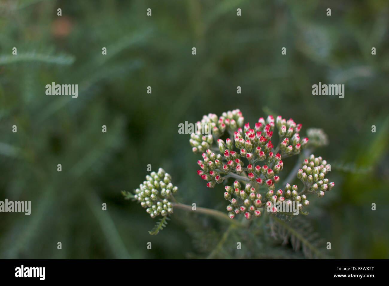 Early Blooming Yarrow Stock Photo - Alamy